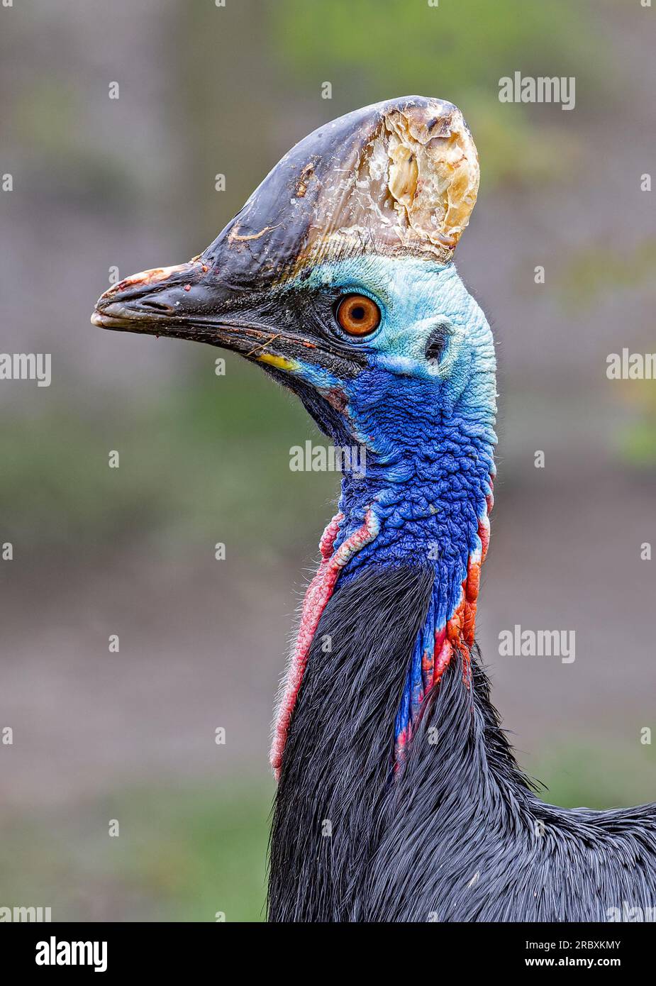 Close-up view of a Southern cassowary (Casuarius casuarius Stock Photo ...