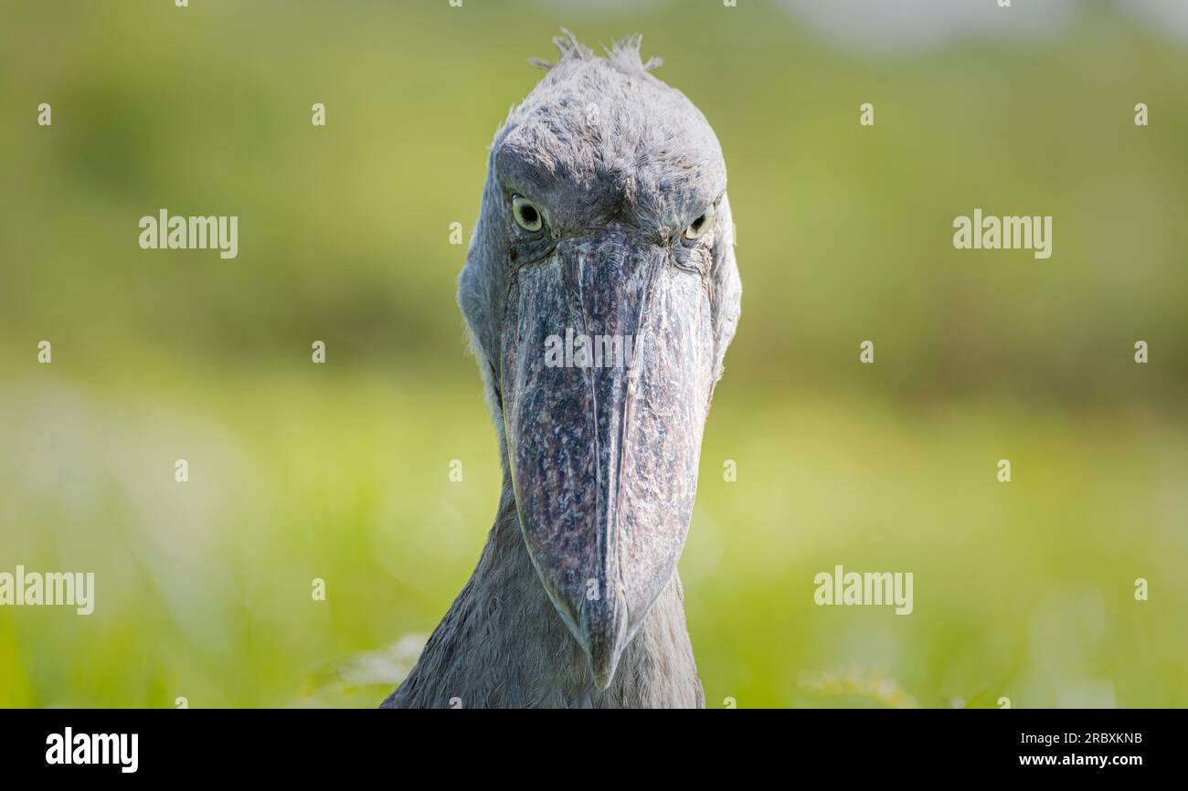 Shoebill feet hi-res stock photography and images - Alamy