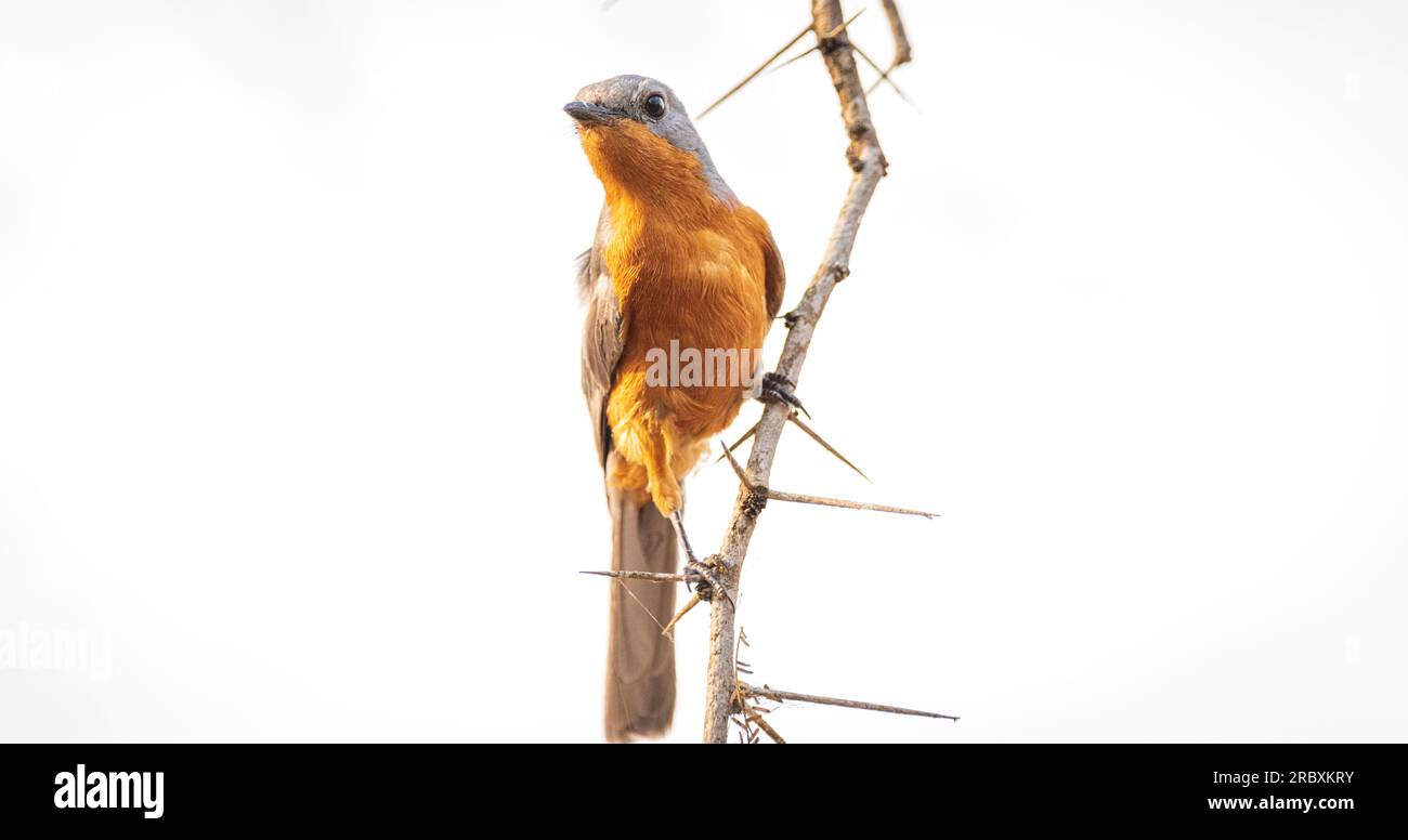 Birding safaris hi-res stock photography and images - Alamy