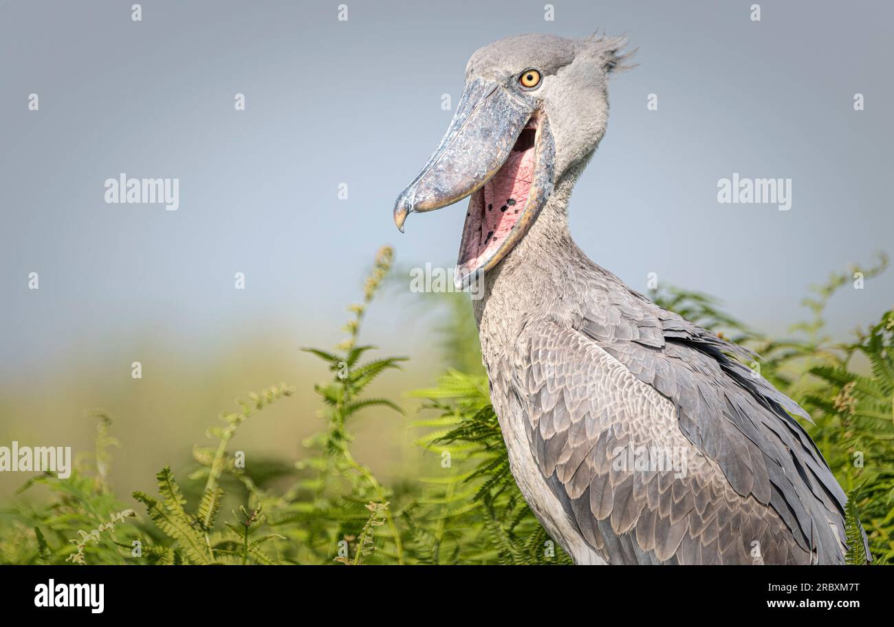 Shoebill feet hi-res stock photography and images - Alamy