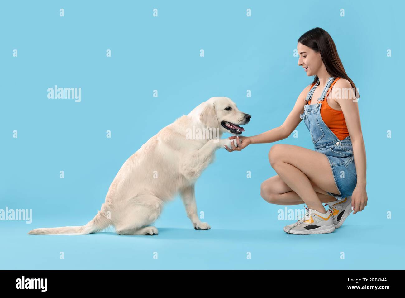 Cute Labrador Retriever dog giving paw to woman on light blue ...