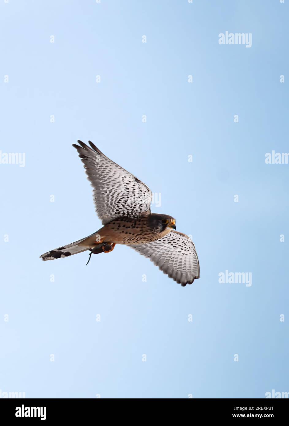 Mouse predation by a kestrel (Falco tinnunculus Stock Photo - Alamy