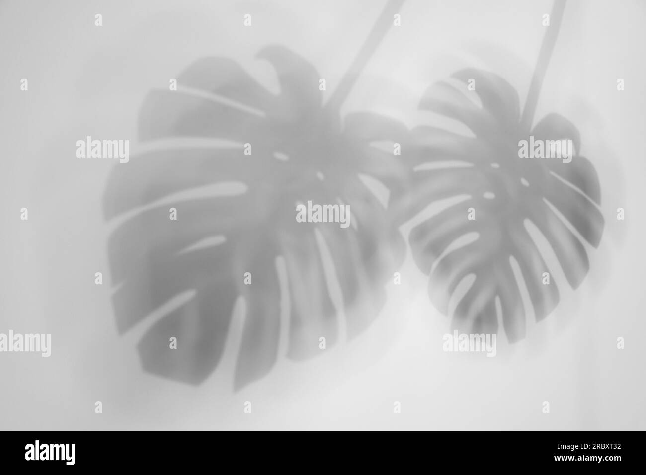 Shadow of monstera plant leaves on light background Stock Photo - Alamy