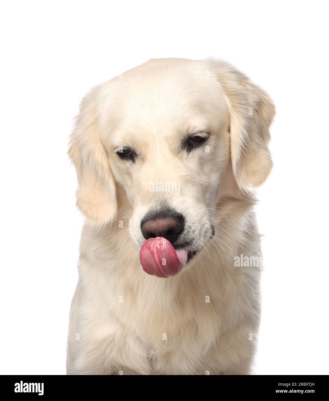 Cute Labrador Retriever showing tongue on white background Stock Photo ...