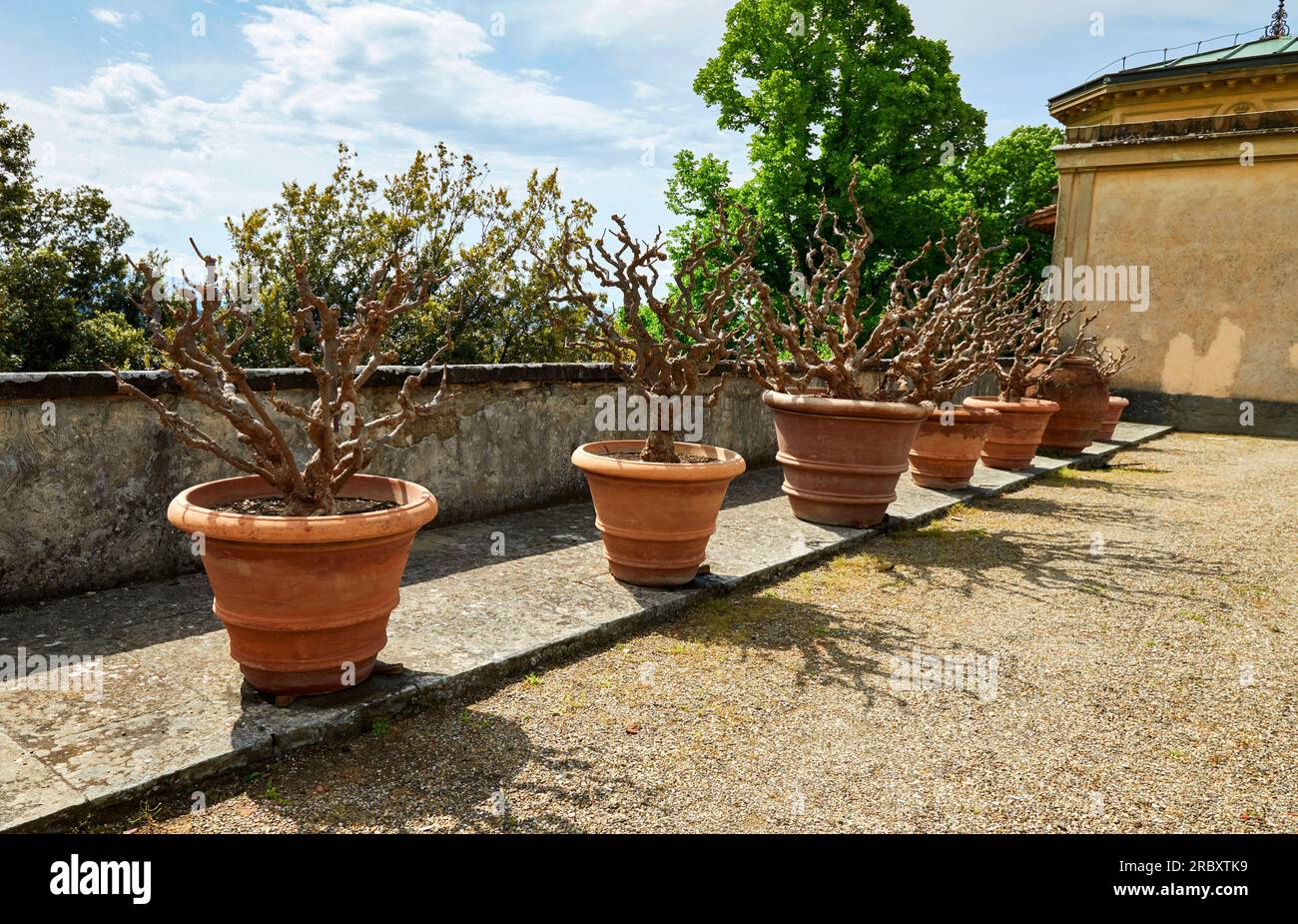 Plants in the garden of Medici villa of Petraia, Florence Stock Photo ...