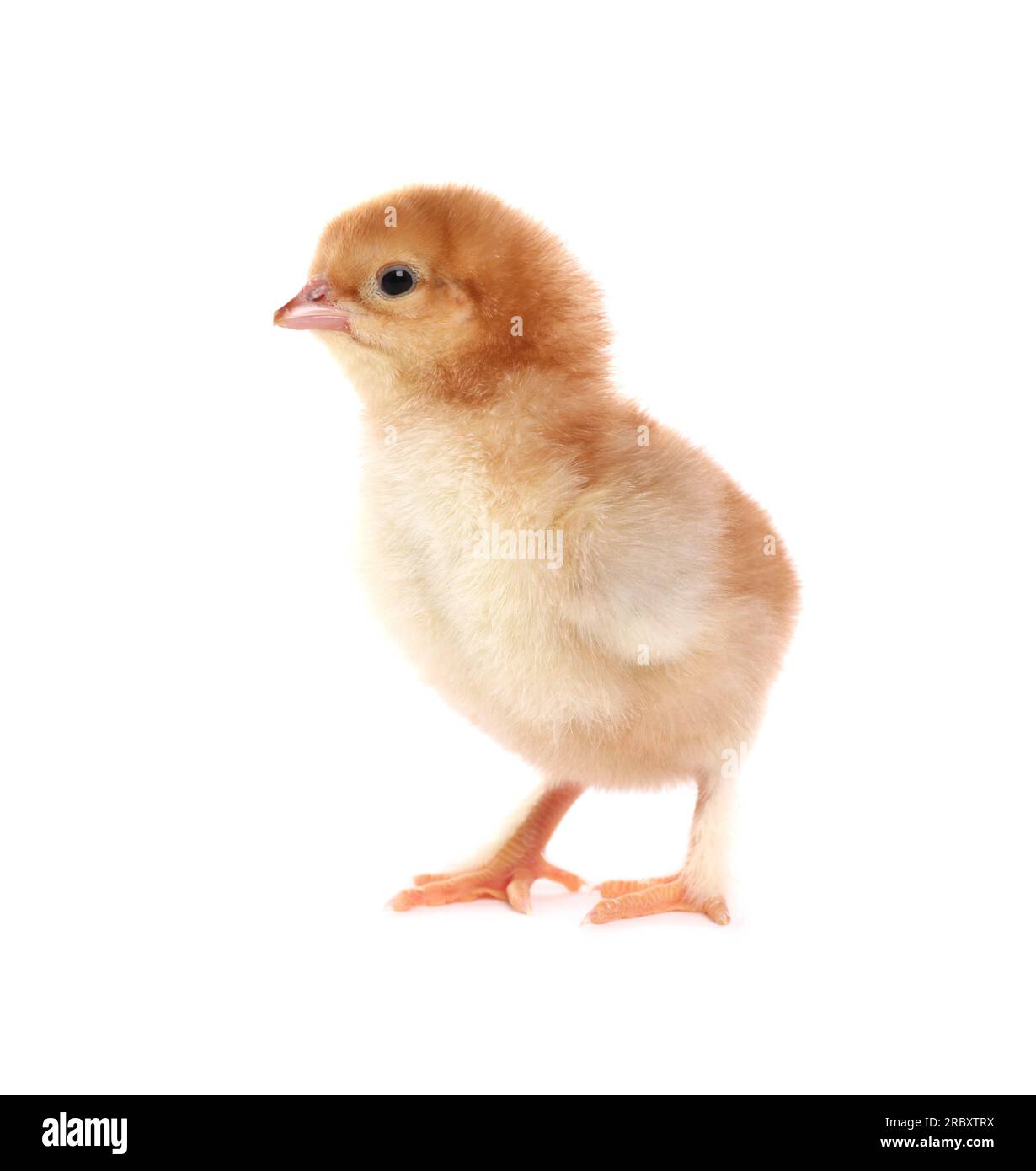 Cute fluffy baby chicken on white background Stock Photo - Alamy