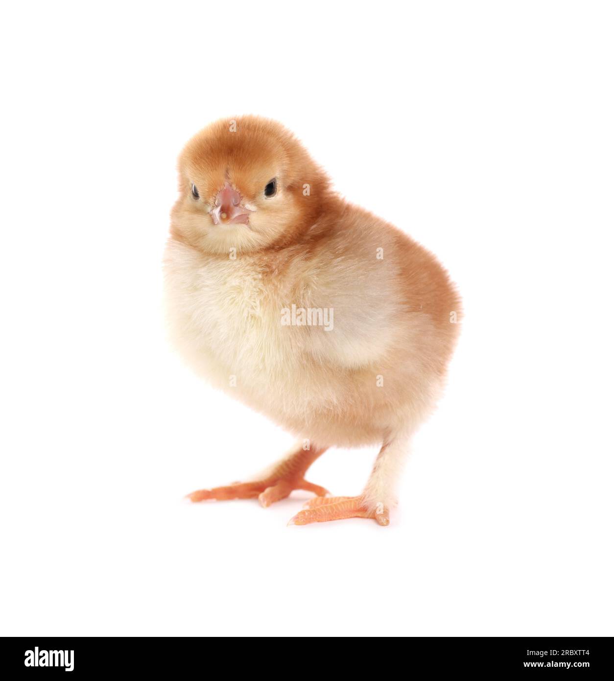 Cute fluffy baby chicken on white background Stock Photo - Alamy