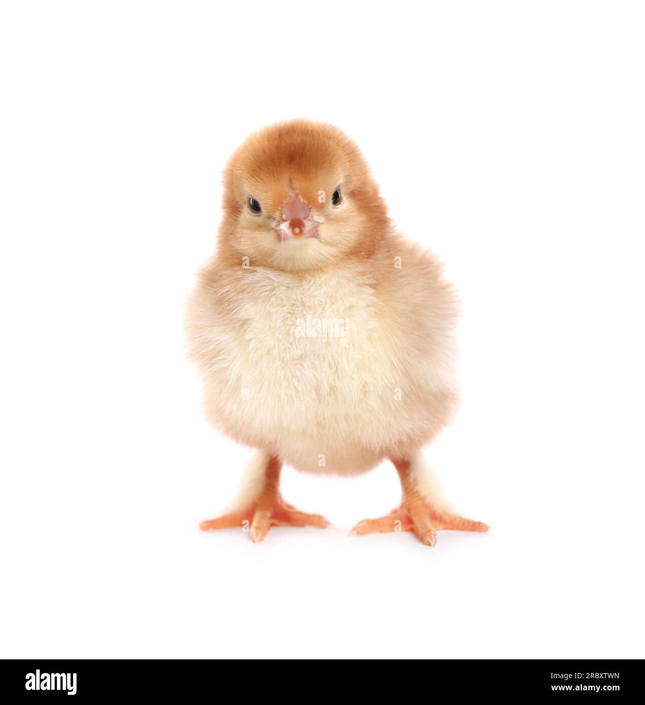 Cute fluffy baby chicken on white background Stock Photo - Alamy
