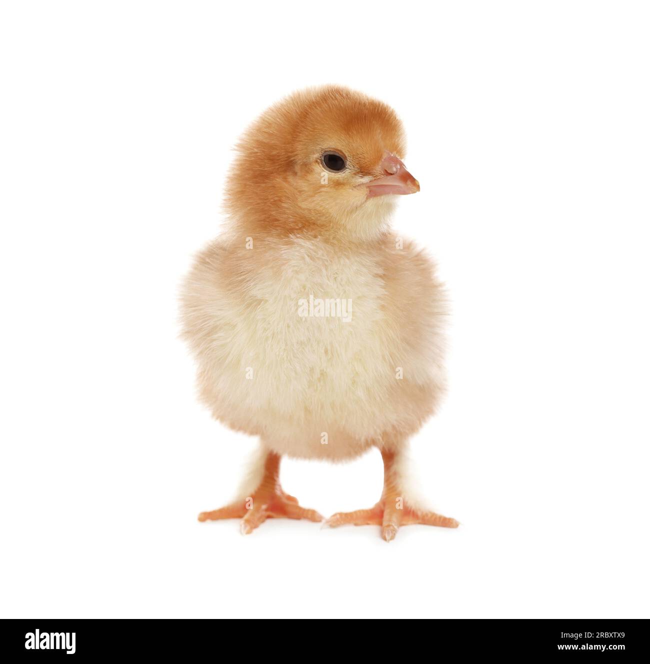 Cute fluffy baby chicken on white background Stock Photo - Alamy