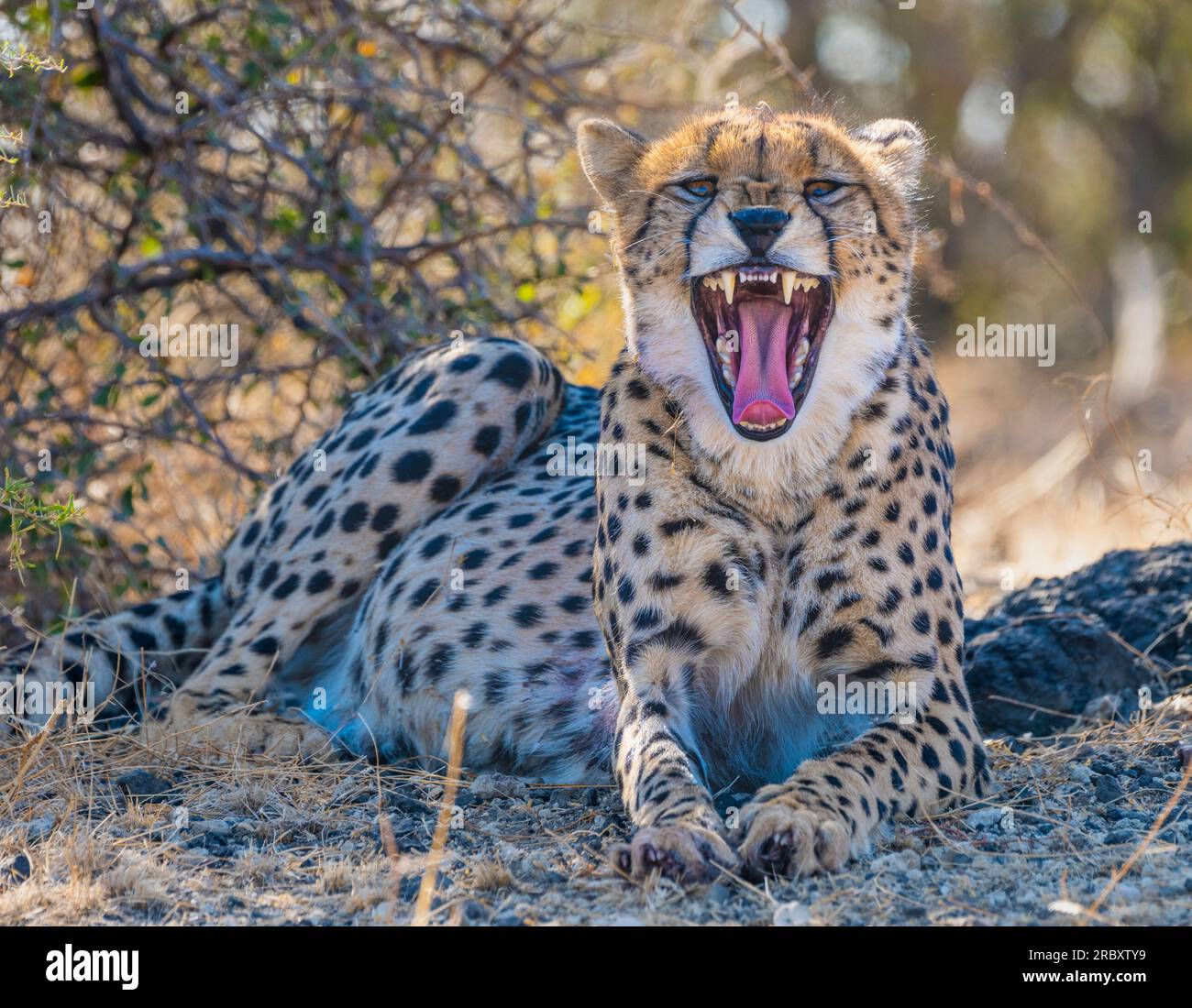 Mashatu euphorbia hi-res stock photography and images - Alamy