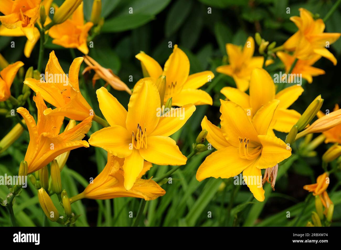 Aztec gold hi-res stock photography and images - Alamy