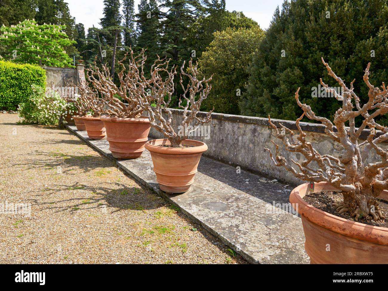 Plants in the garden of Medici villa of Petraia, Florence Stock Photo ...