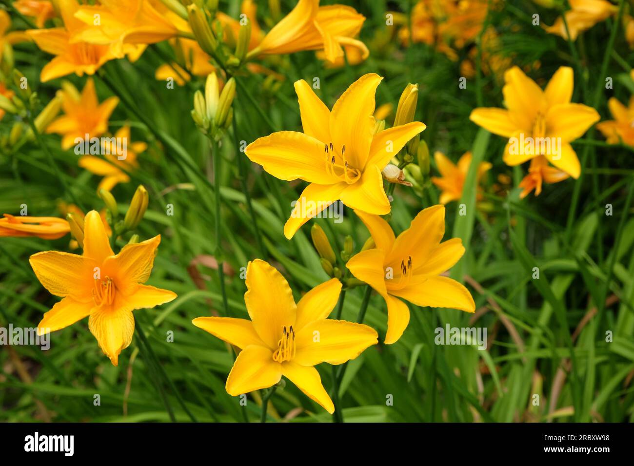 Aztec gold hi-res stock photography and images - Alamy
