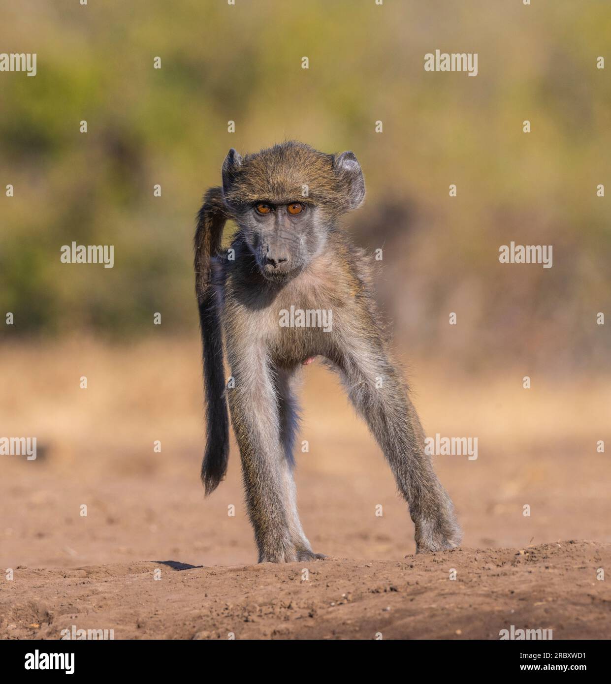 Worlds largest monkeys hi-res stock photography and images - Alamy