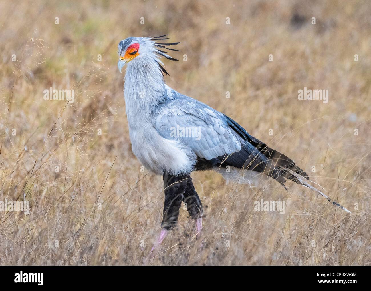 Secretary Bird in Hwange National Park in Zimbabwe Africa Stock Photo ...