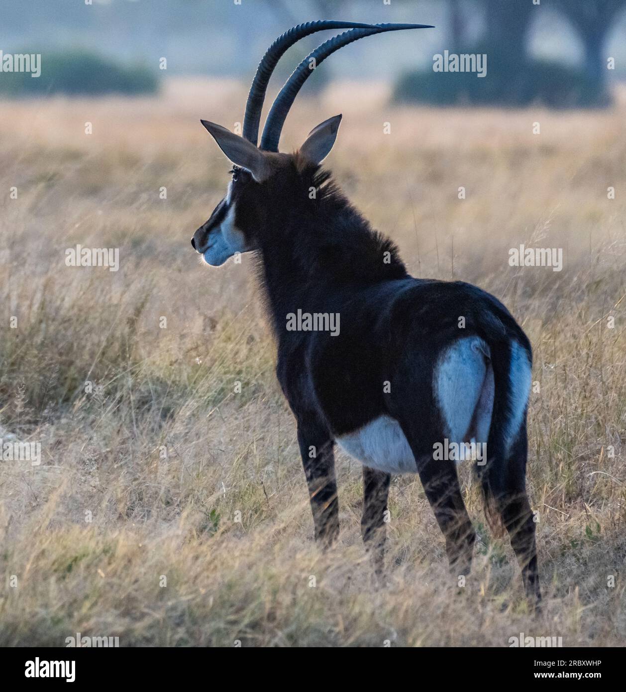 South Sable Antelope in Hwange National Park in Zimbabwe Africa Stock ...