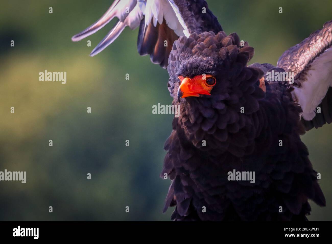 Predator of birds hi-res stock photography and images - Alamy