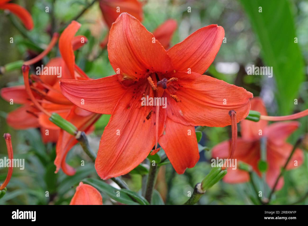 Tigerlily hi-res stock photography and images - Alamy