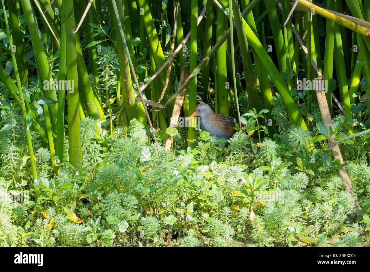 Rallus semiplumbeus hi-res stock photography and images - Alamy
