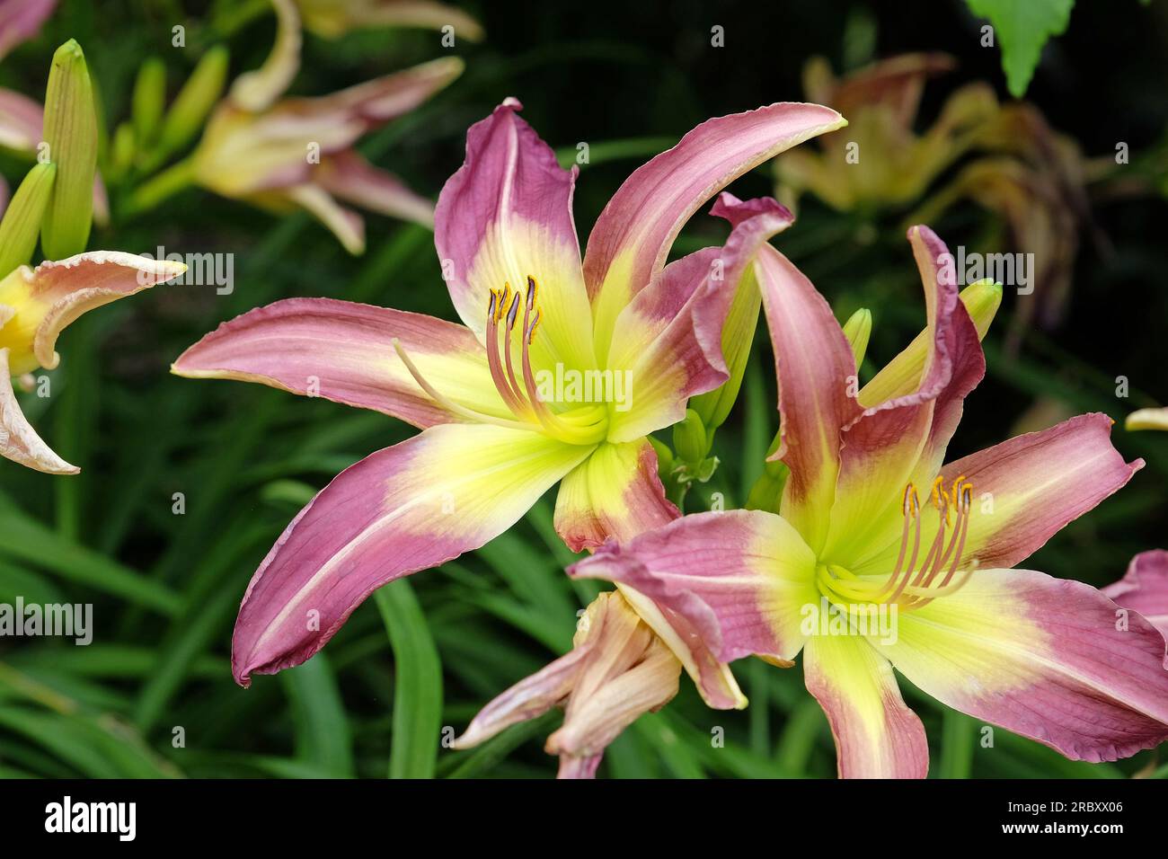 Hemerocallis hybrid daylily 'Roger Grounds' in flower Stock Photo - Alamy