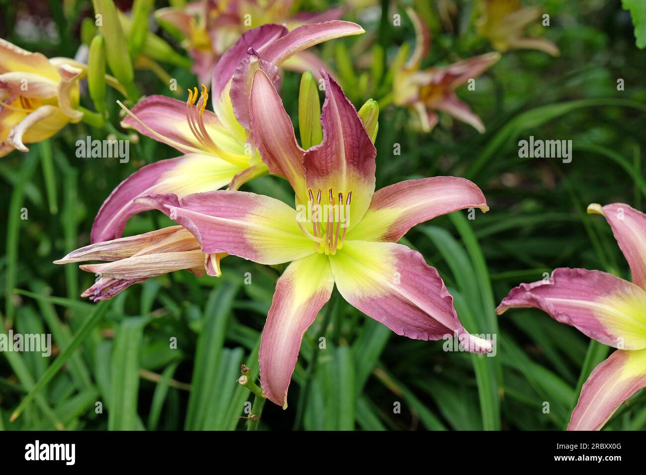 Hemerocallis hybrid daylily 'Roger Grounds' in flower Stock Photo - Alamy