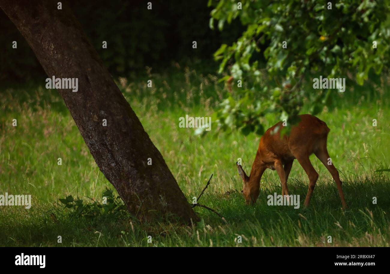 wild brown deer in nature Stock Photo - Alamy