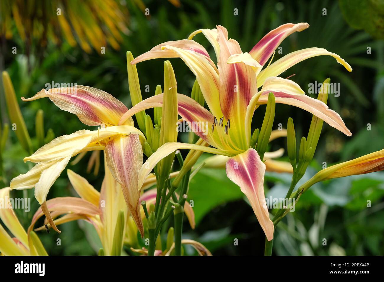 Hemerocallis pterodactyl eye hi-res stock photography and images - Alamy