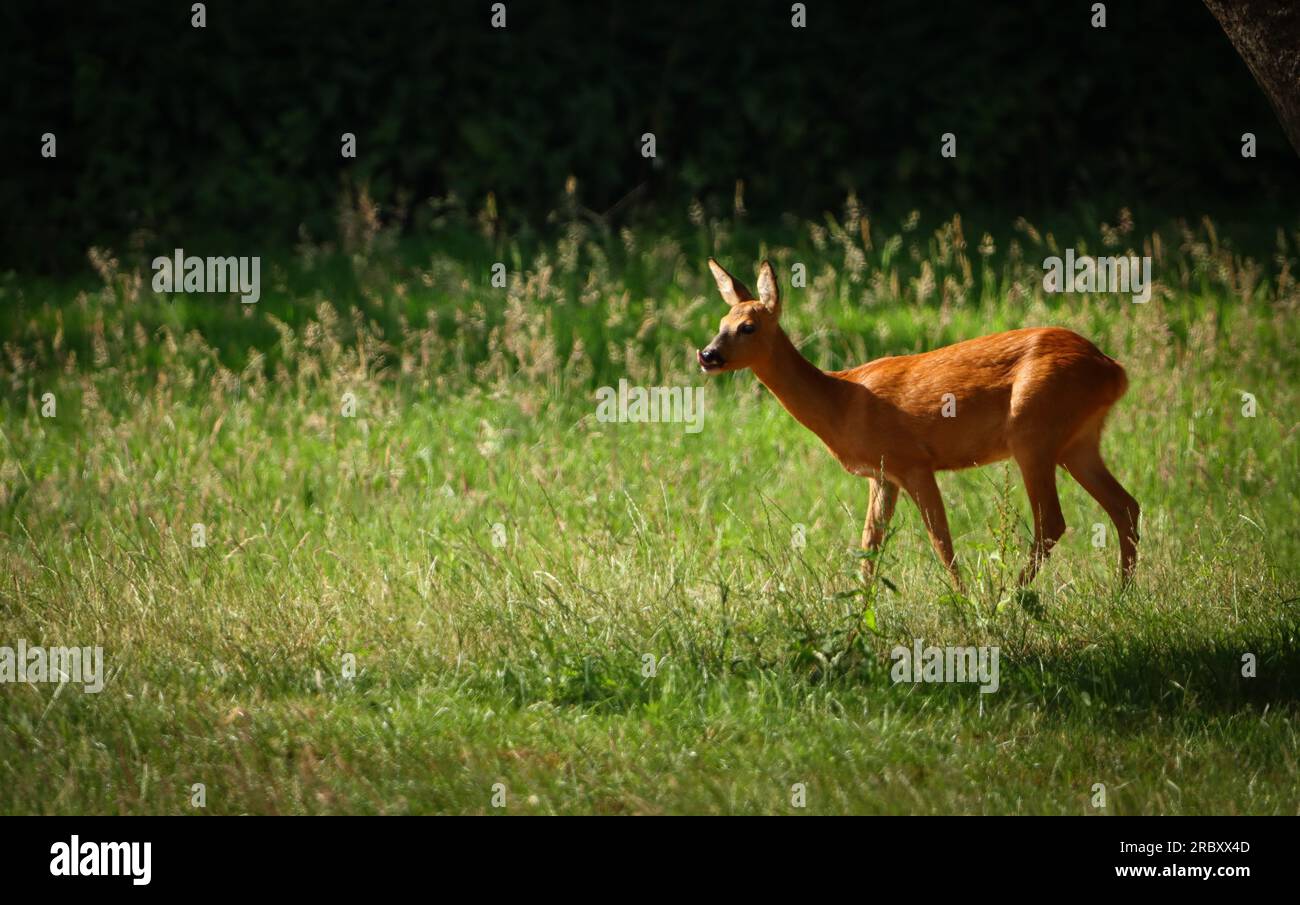 wild brown deer in nature Stock Photo - Alamy