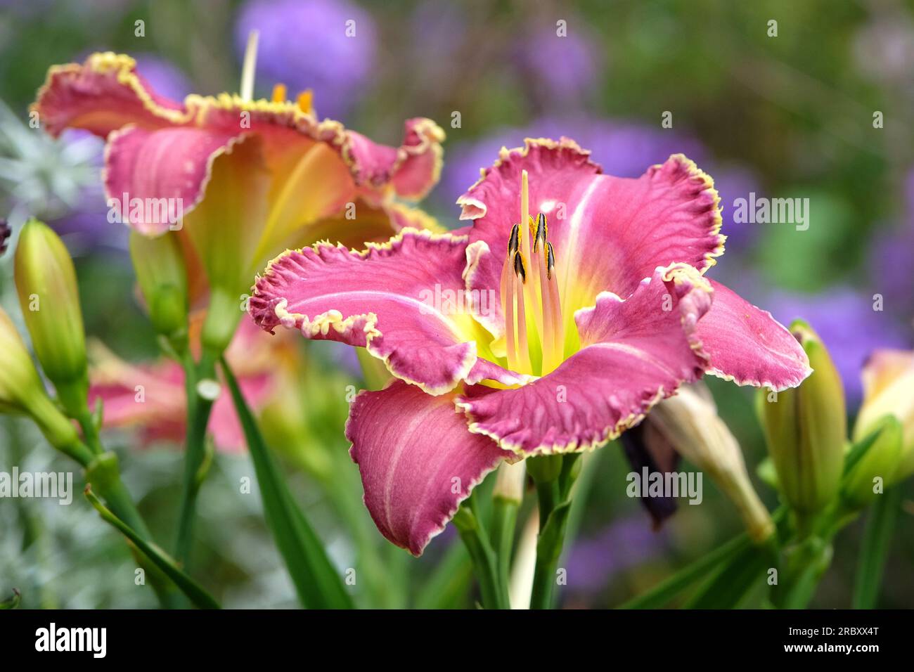 Raspberry eclipse hi-res stock photography and images - Alamy