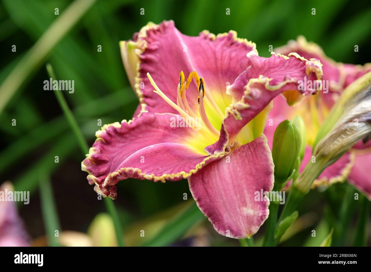 Hybrid eclipse hi-res stock photography and images - Alamy