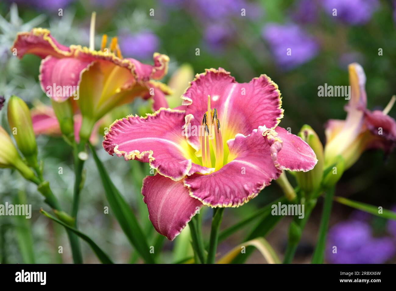 Hybrid eclipse hi-res stock photography and images - Alamy