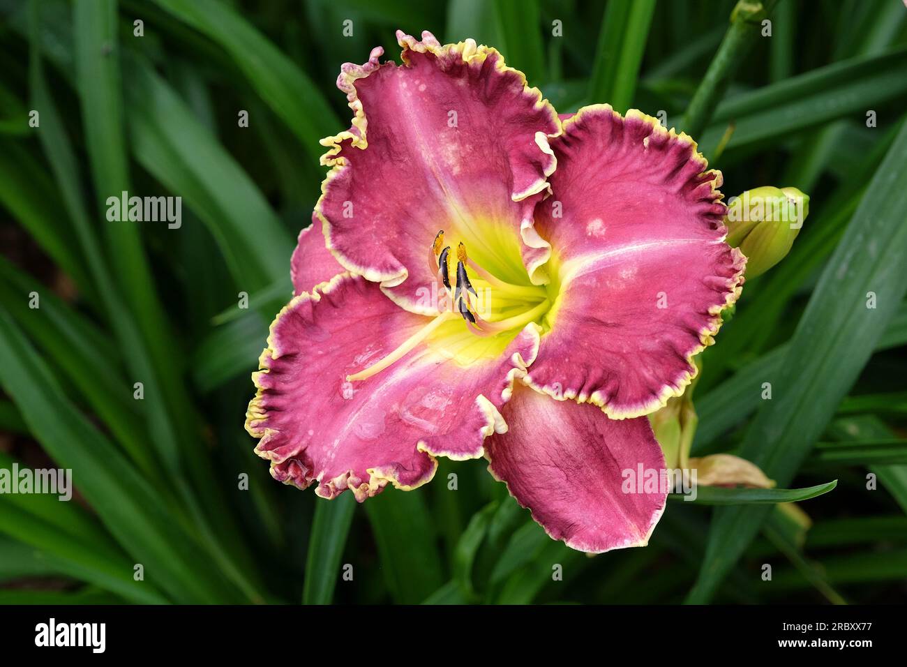 Hemerocallis hybrid daylily 'Raspberry Eclipse' in flower Stock Photo ...
