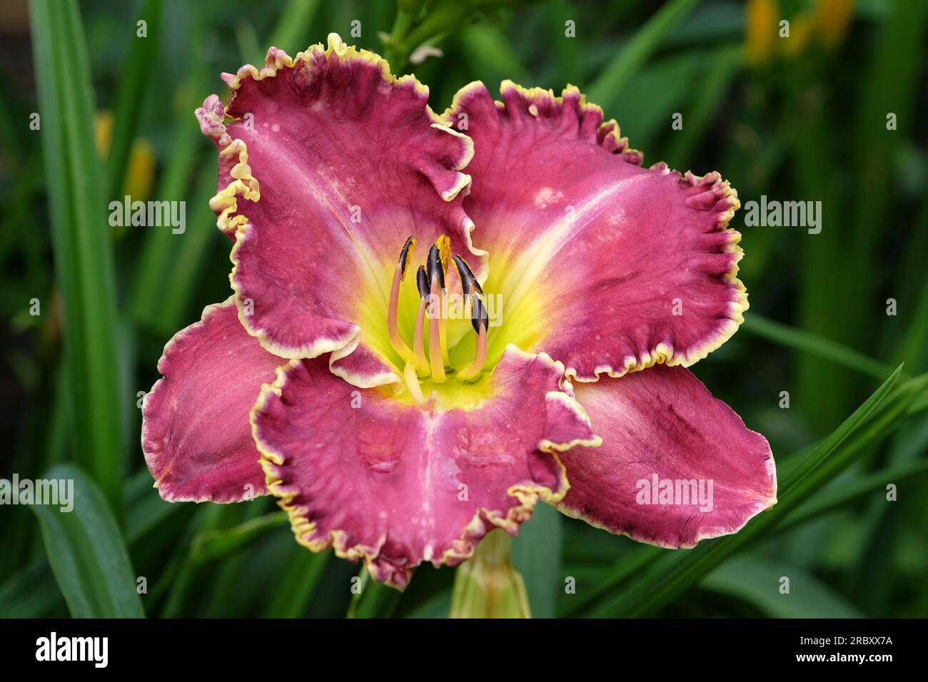 Hybrid eclipse hi-res stock photography and images - Alamy