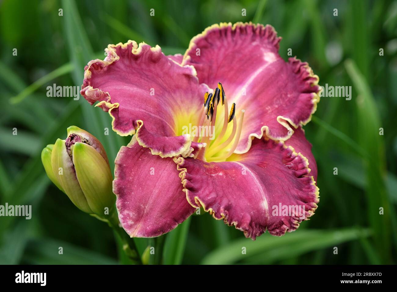 Hemerocallis hybrid daylily 'Raspberry Eclipse' in flower Stock Photo ...