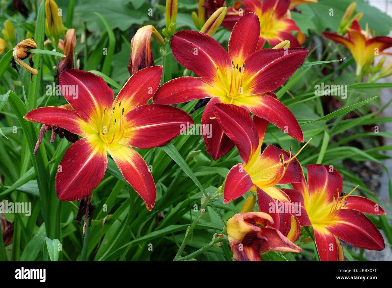 Hemerocallis hybrid daylily 'Ruby Spider' in flower Stock Photo - Alamy