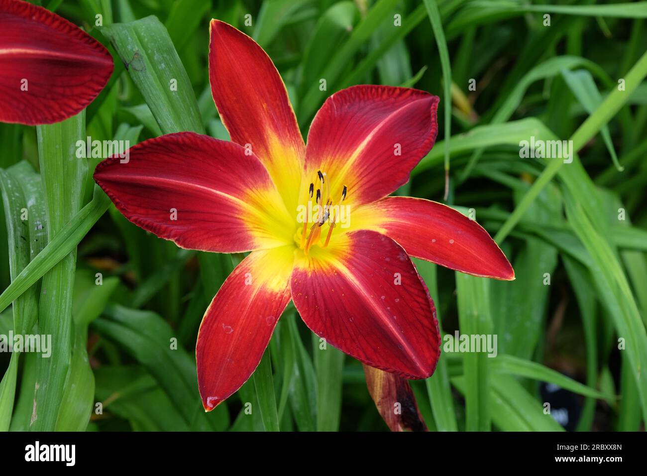 Hemerocallis hybrid daylily 'Ruby Spider' in flower Stock Photo - Alamy