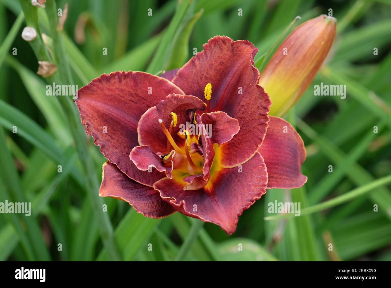 Night lily hi-res stock photography and images - Alamy