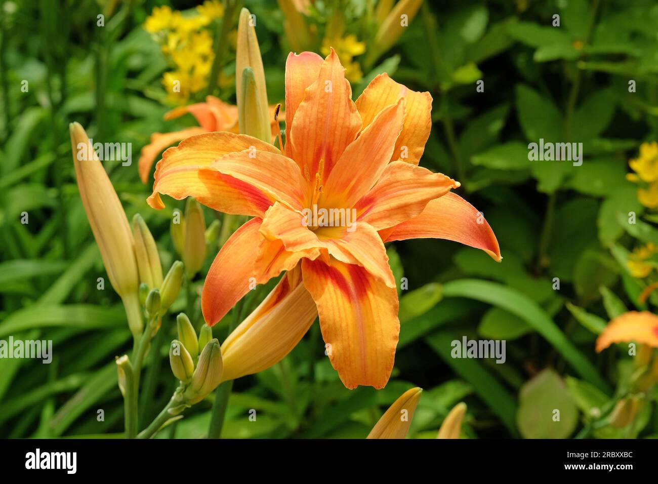 Hemerocallis fulva daylily 'Kwanso' in flower Stock Photo - Alamy