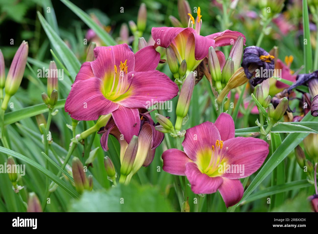 Hemerocallis daylily 'Little Lassie' in flower Stock Photo - Alamy