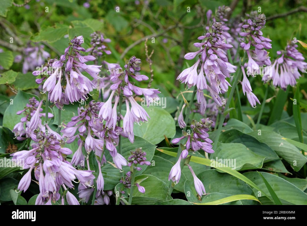 Close up hosta flowers hi-res stock photography and images - Alamy