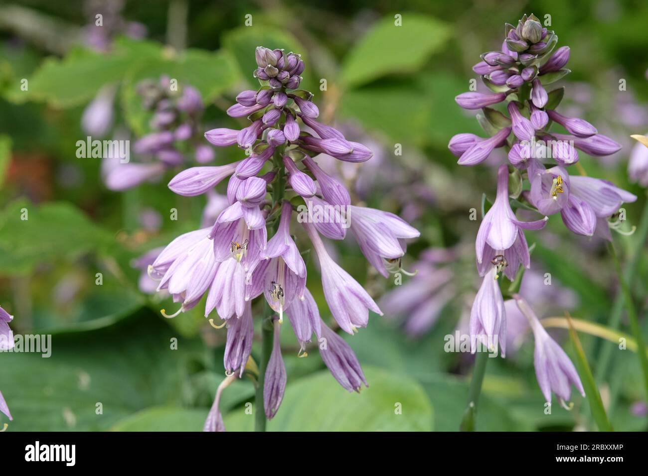 Purple Hosta 'Wagtail' in flower Stock Photo - Alamy
