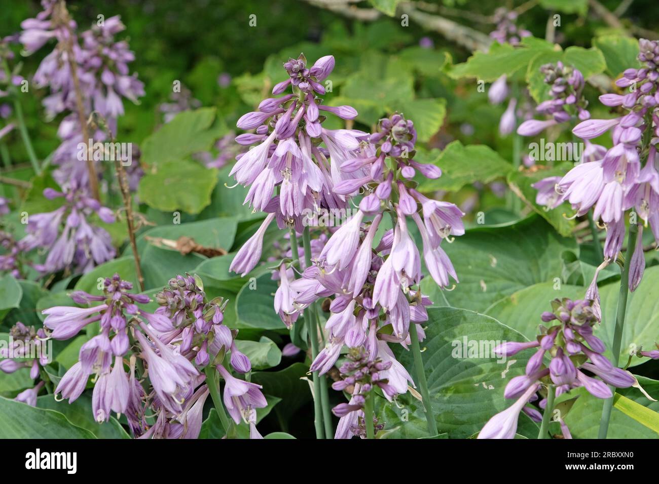 Flowers blooming hosta in garden hi-res stock photography and images ...