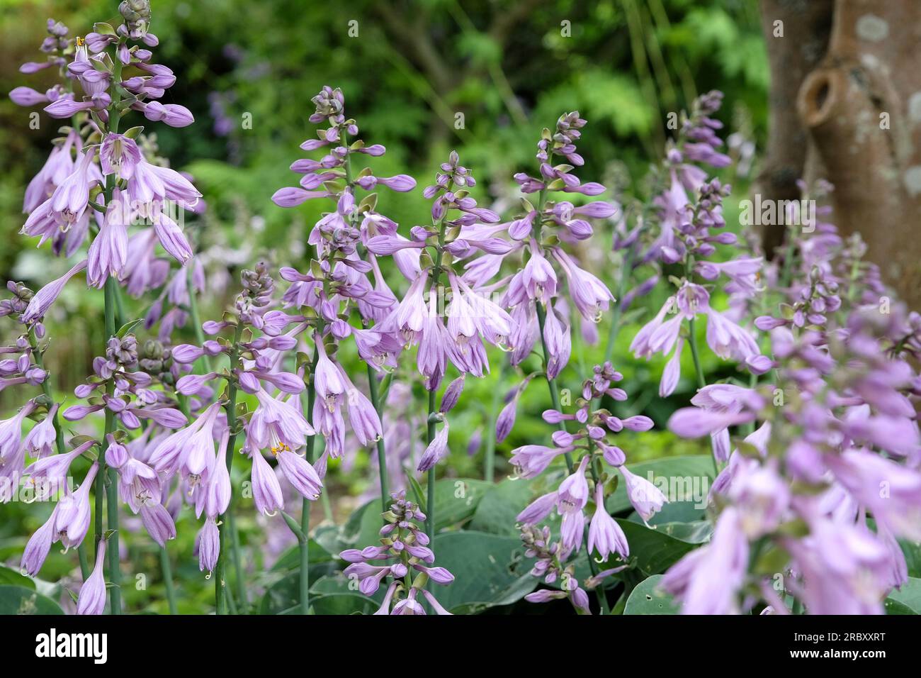 Purple Hosta 'Wagtail' in flower Stock Photo - Alamy