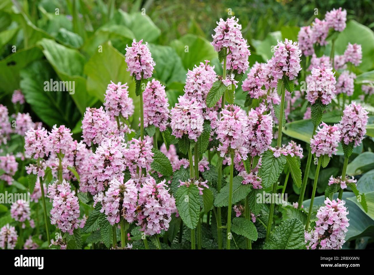 Betonica plant hi-res stock photography and images - Alamy