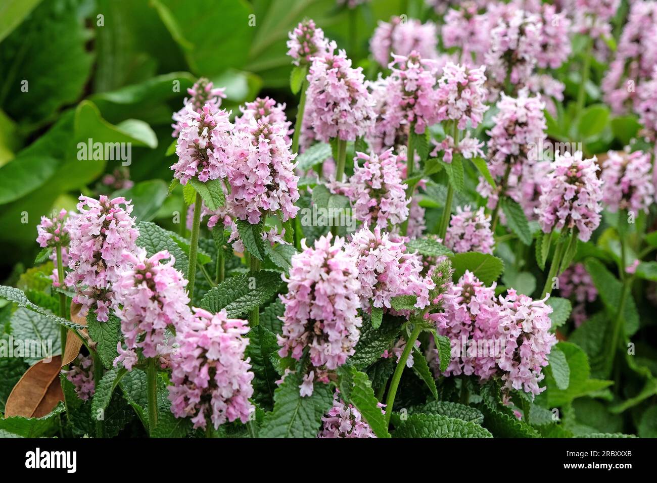 Betonica plant hi-res stock photography and images - Alamy