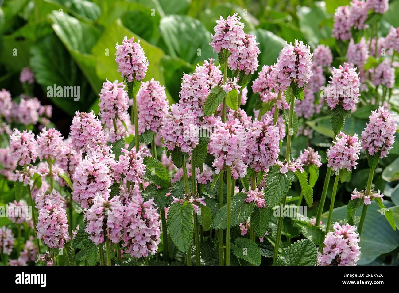 Rosa superba hi-res stock photography and images - Alamy
