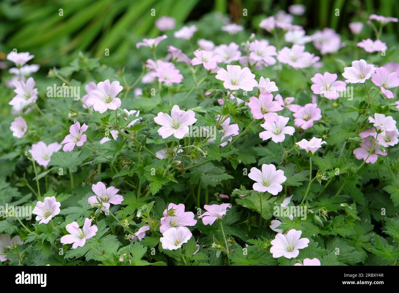 Geranium bremdream hi-res stock photography and images - Alamy
