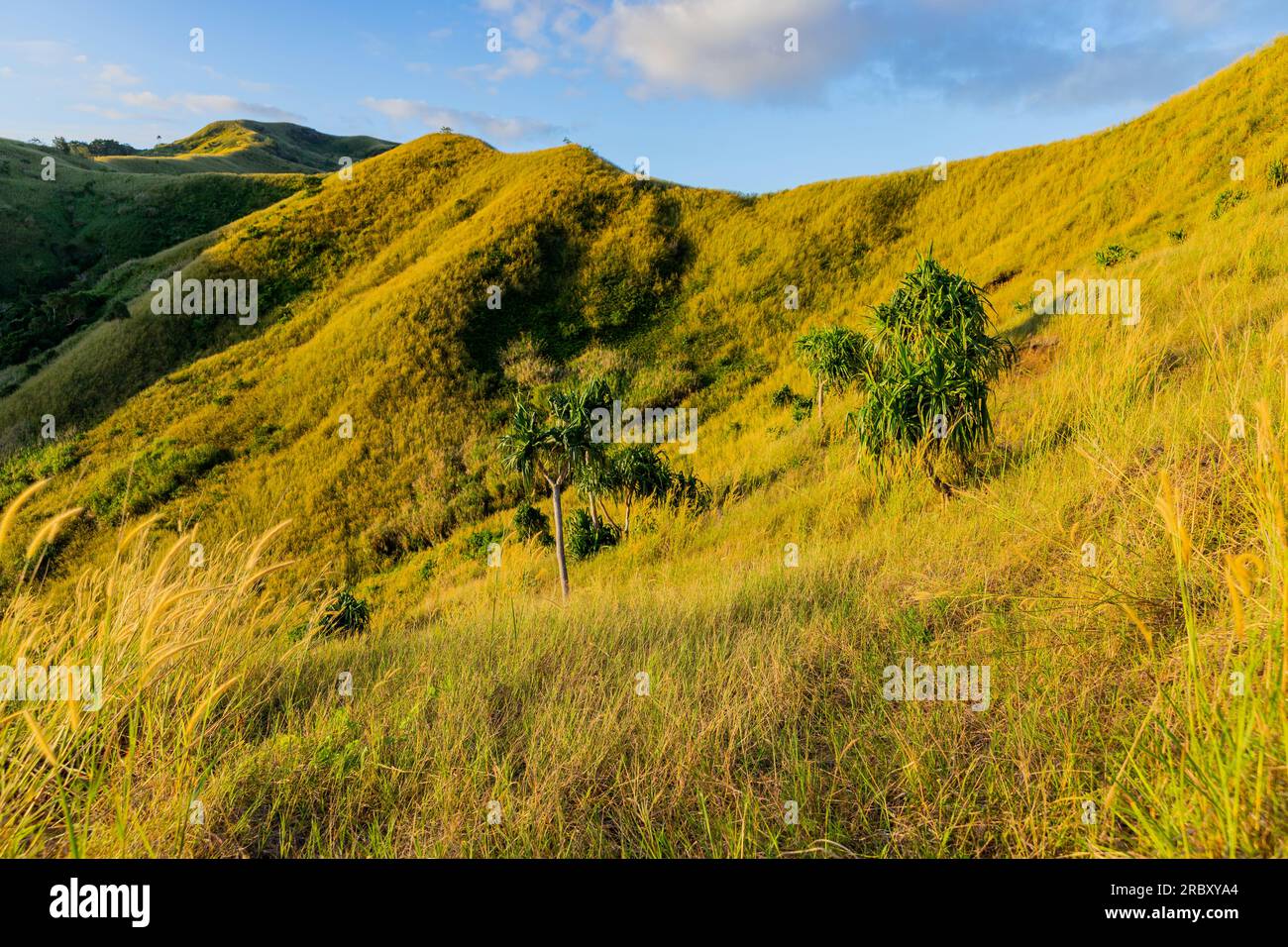 The top of Nacula island vegetation, Yasawa Islands, Fiji, South ...