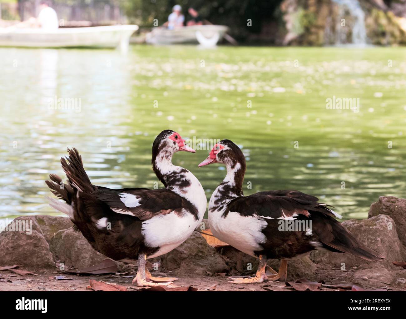 Love on the river hi-res stock photography and images - Alamy