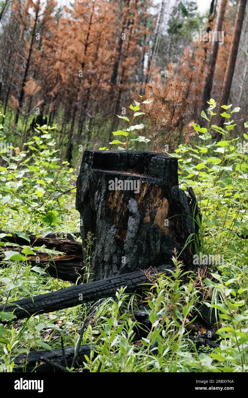 Fire-damaged forest boreal forests. Burnt boreal forests. Wildfire low ...